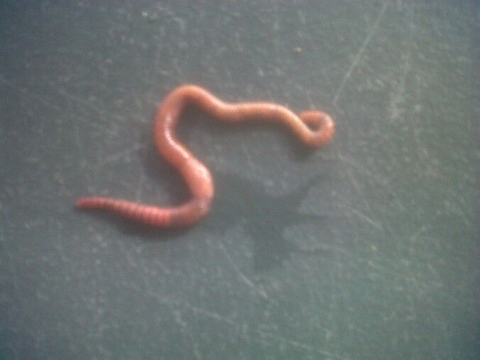 What About the Workers? - Earthworm Versus the Redworm